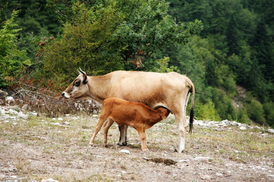 Improving Dairy Cow Nutrition: The Roles of Rumen Degradable Protein and Rumen Undegradable ...